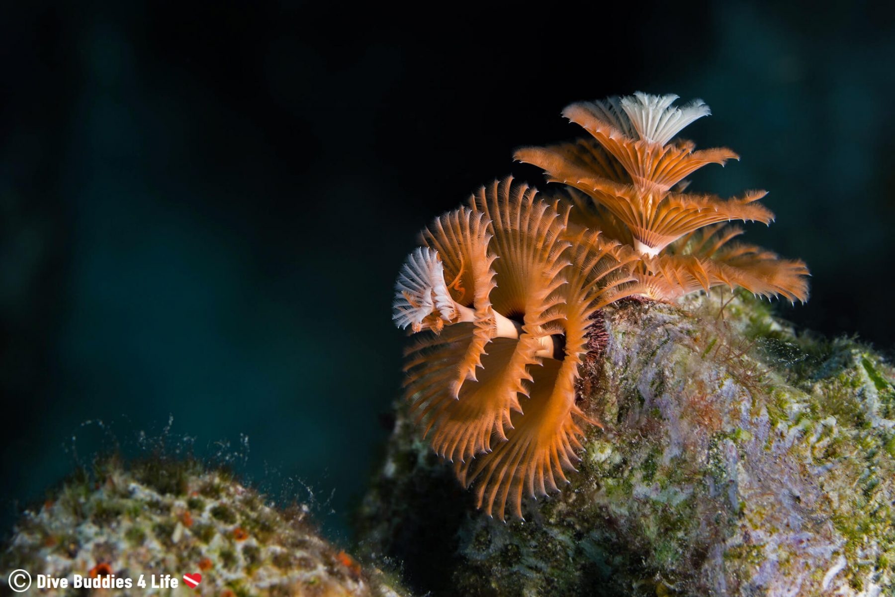A Beginner’s Guide to Underwater Macro Photography | Dive Buddies 4 Life