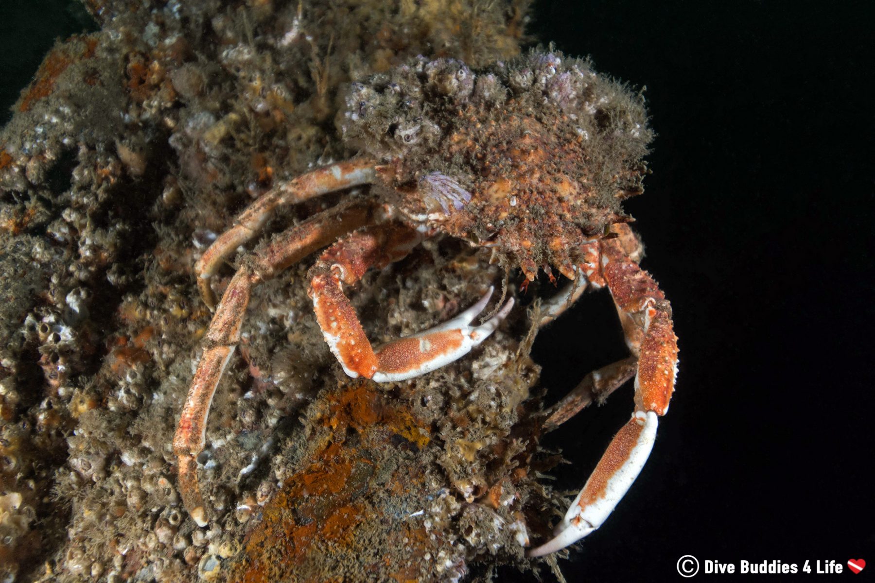France: Diving Normandy's D-Day Beaches | Dive Buddies 4 Life