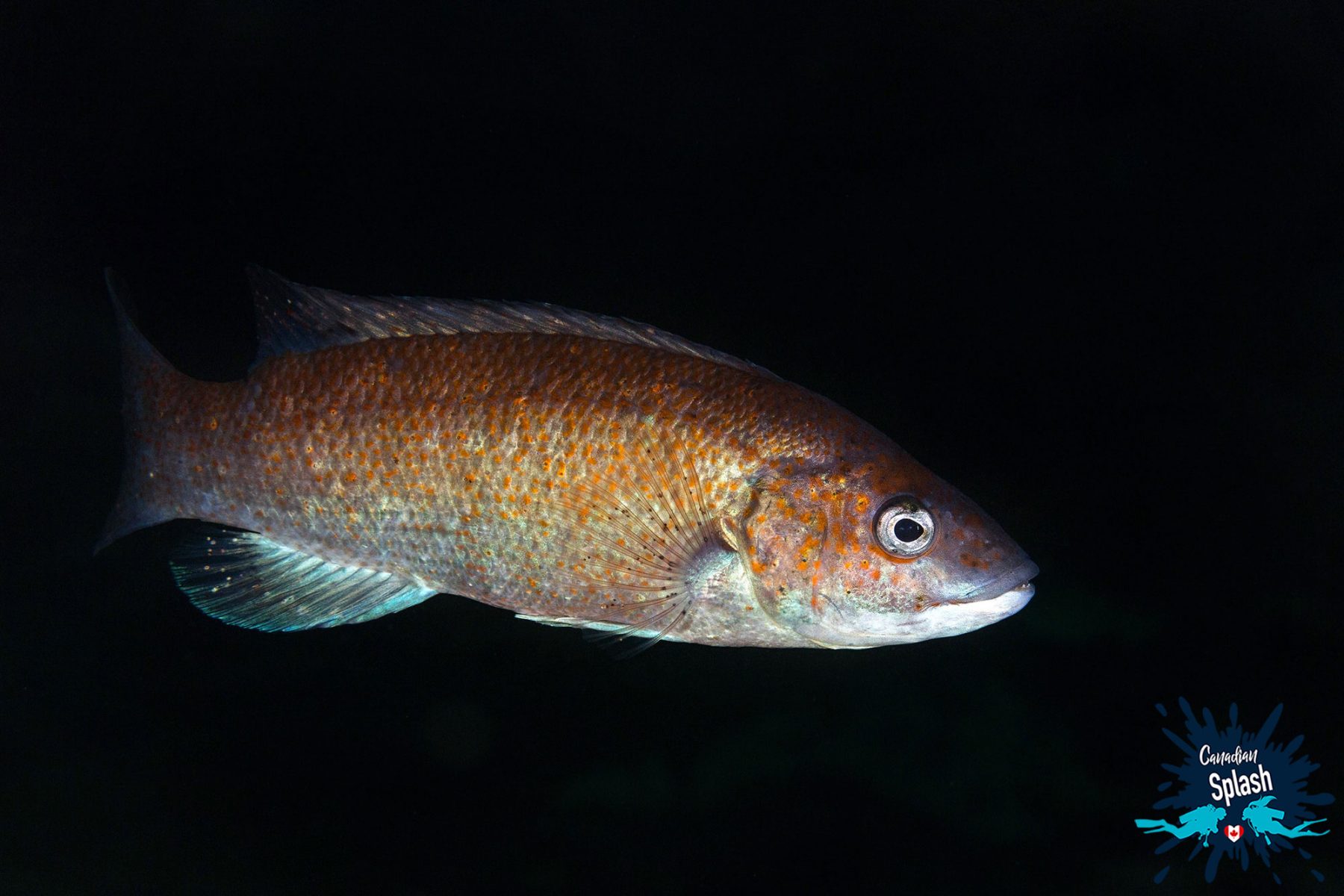 Canadian Splash: Shore Diving Conception Bay | Dive Buddies 4 Life