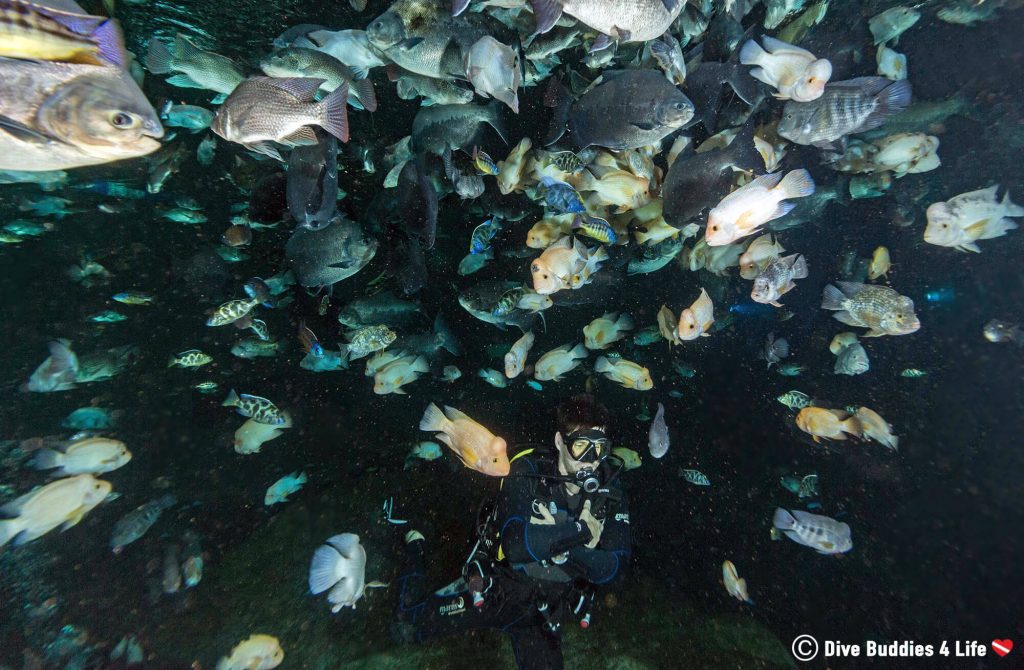 Diving the TODI Freshwater Aquarium | Dive Buddies 4 Life