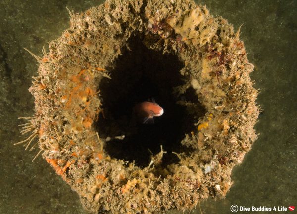 France: Diving Normandy's D-Day Beaches | Dive Buddies 4 Life