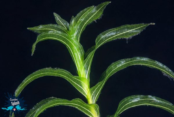 Canadian Splash: Dipping into Temagami and Surrounding Lakes | Dive ...