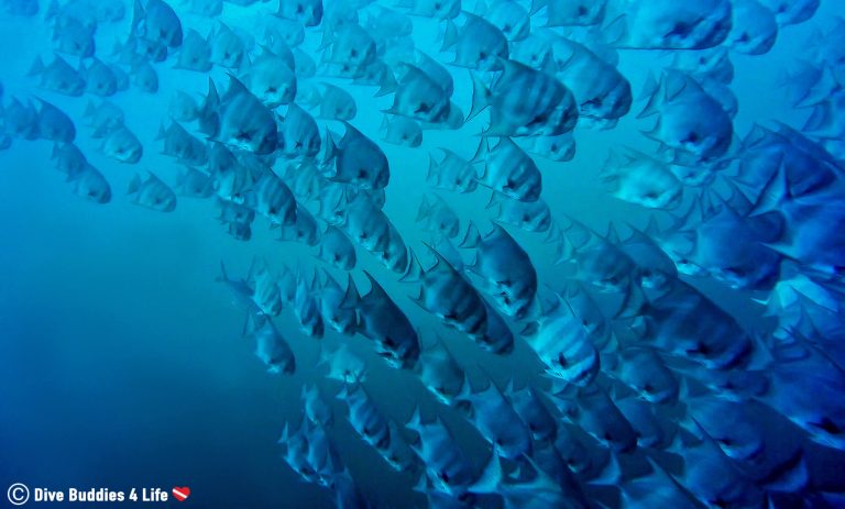 Diving Bat Islands Costa Rica | Dive Buddies 4 Life