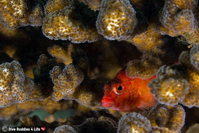 Scuba Fiesta in Zihuatanejo | Dive Buddies 4 Life