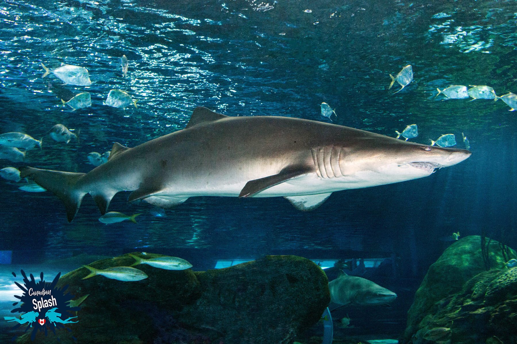 Canadian Splash: A Tank Full of Sharks | Dive Buddies 4 Life