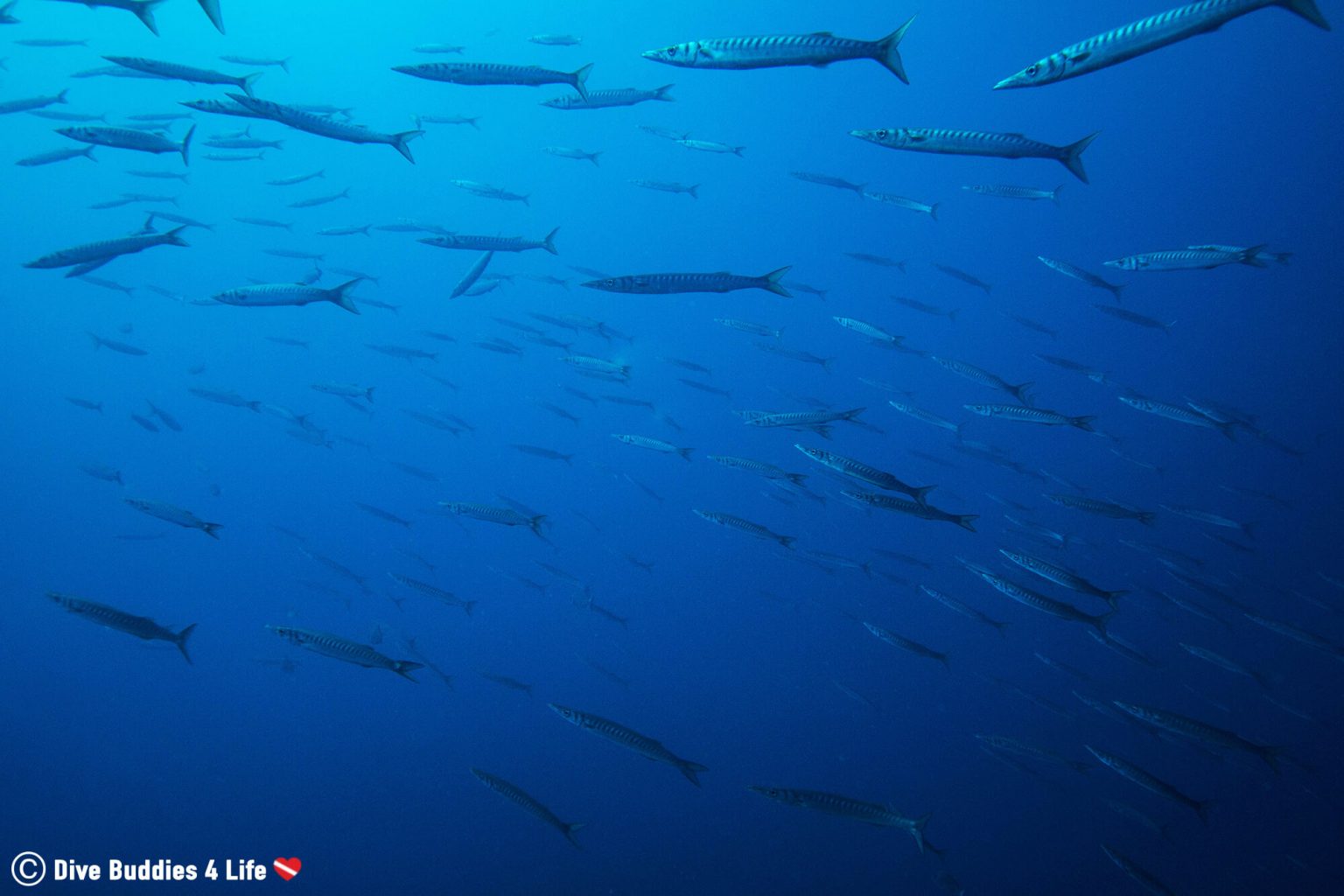 Scuba Diving Italy's Amalfi Coast | Dive Buddies 4 Life