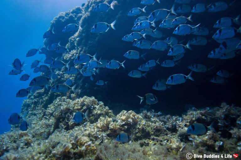 Scuba Diving Italy's Amalfi Coast | Dive Buddies 4 Life