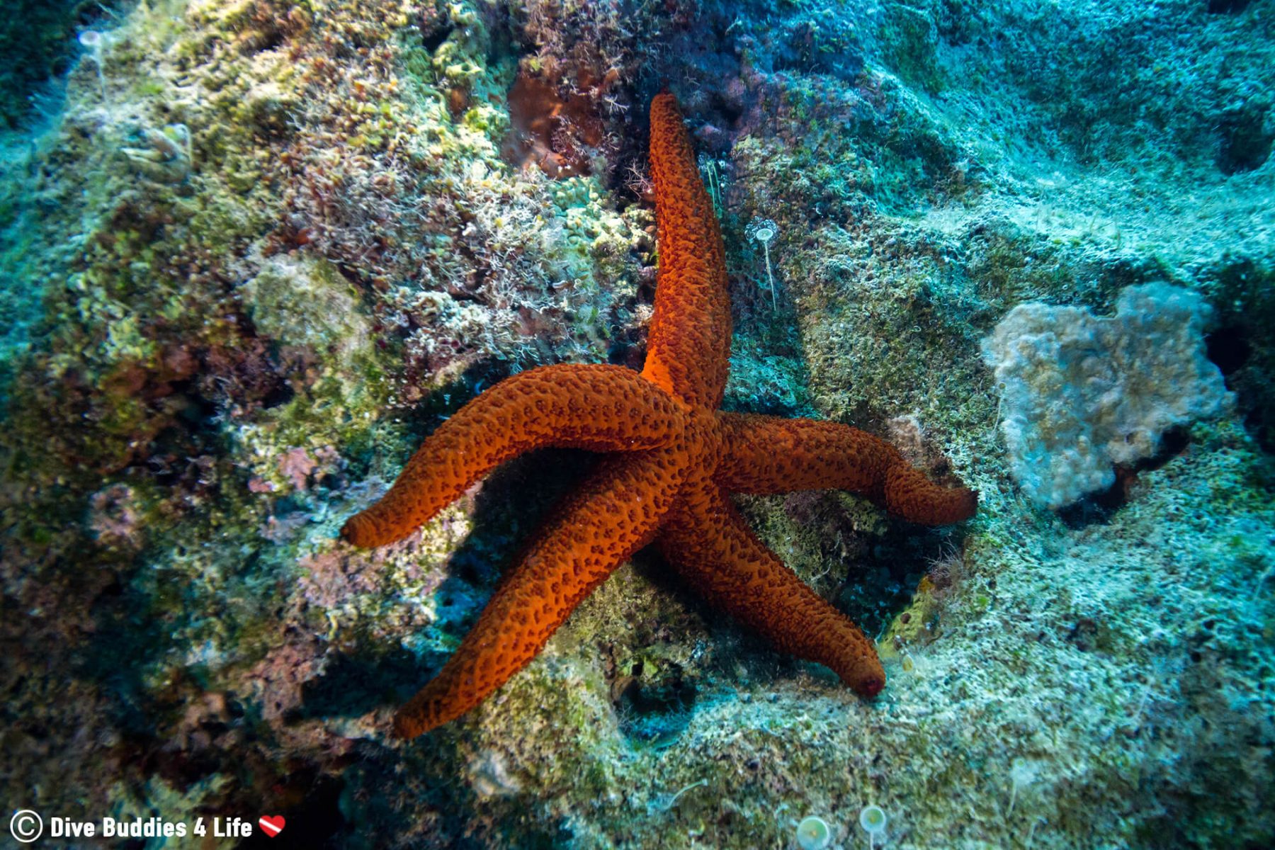 Species in the Spotlight: Sea Stars | Dive Buddies 4 Life