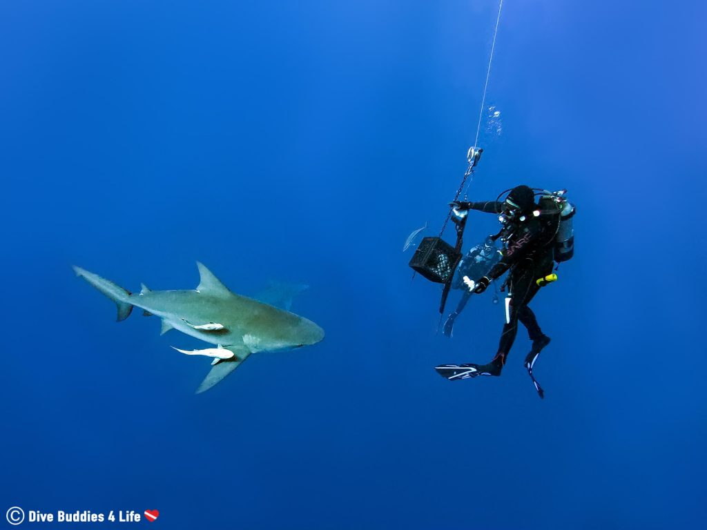 Jupiter’s Shark Infested Waters | Dive Buddies 4 Life