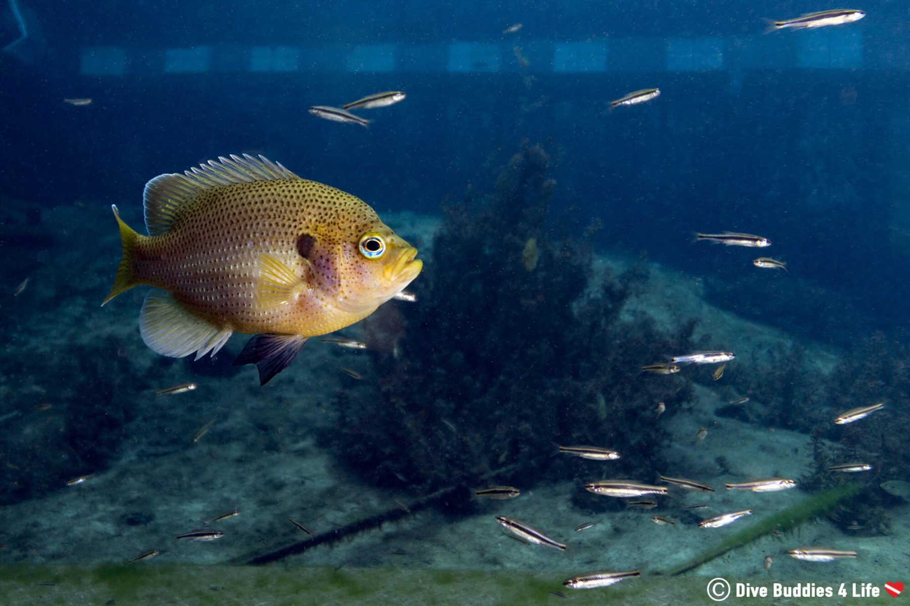Diving Florida's Blue Grotto Cavern | Dive Buddies 4 Life