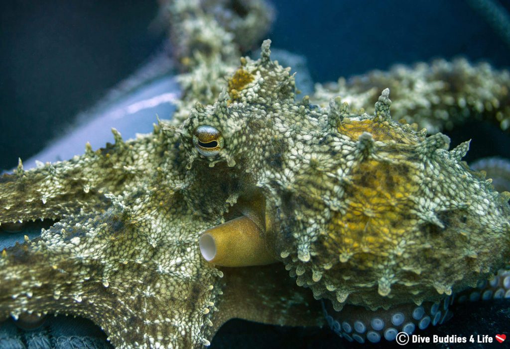 Diving in Albania's Unknown Waters | Dive Buddies 4 Life