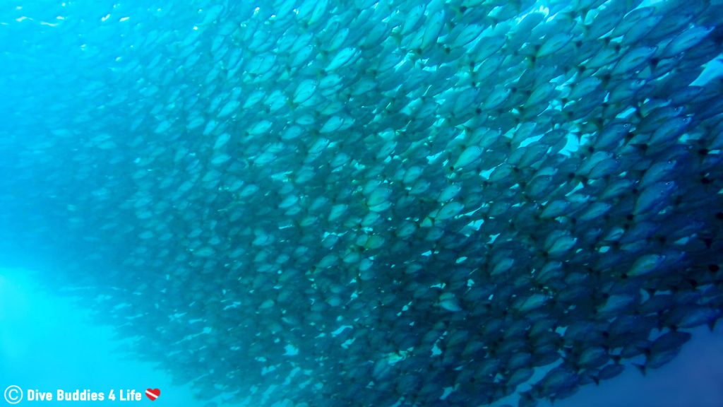 Diving Bat Islands Costa Rica | Dive Buddies 4 Life