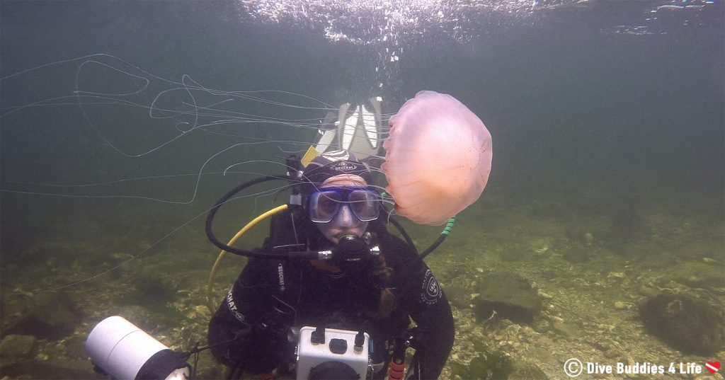 Species in the Spotlight: Jellyfish | Dive Buddies 4 Life