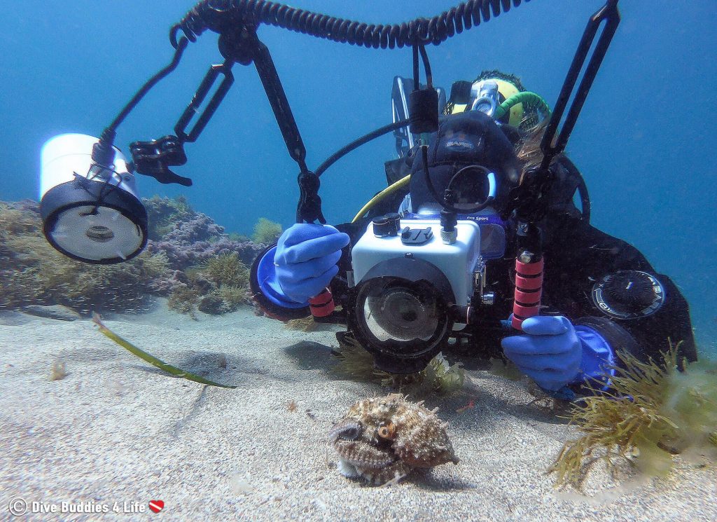 A Guide to Beginner Underwater Photography | Dive Buddies 4 Life