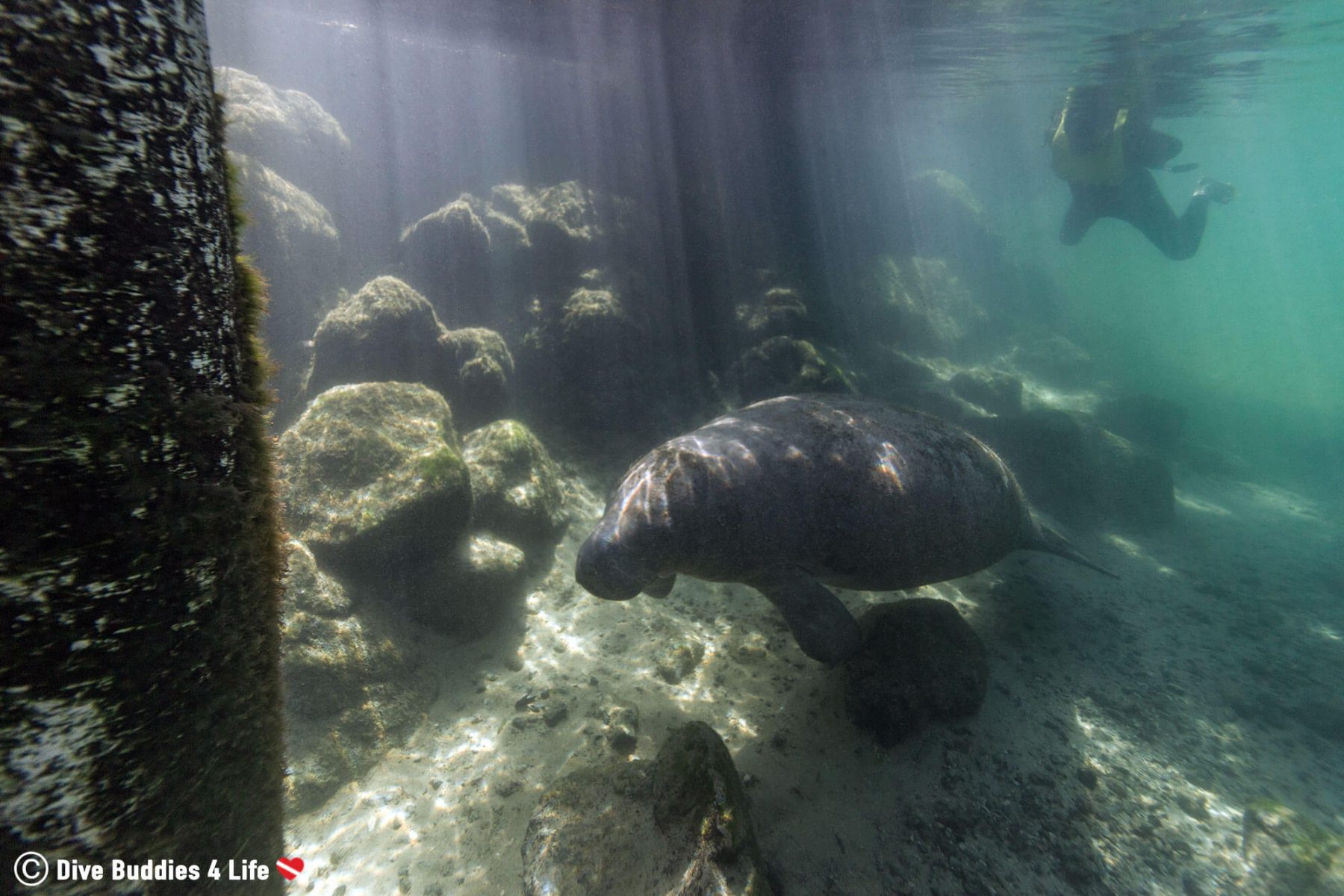 Snorkeling with Manatees in Crystal River | Dive Buddies 4 Life