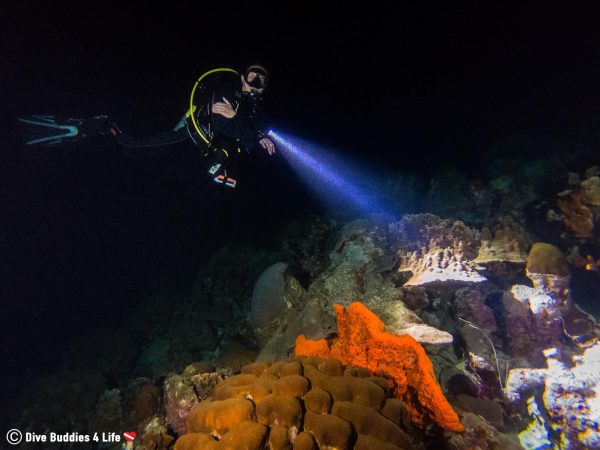 Night Diving: Are you Afraid of the Dark? | Dive Buddies 4 Life