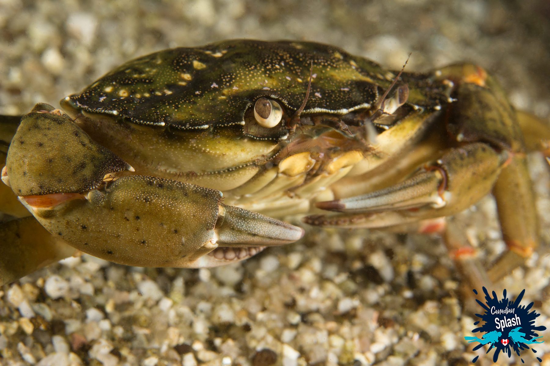 A Scientific Look at Marine Pollution | Dive Buddies 4 Life