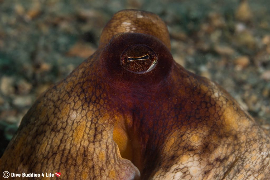 Species in the Spotlight: Octopus | Dive Buddies 4 Life