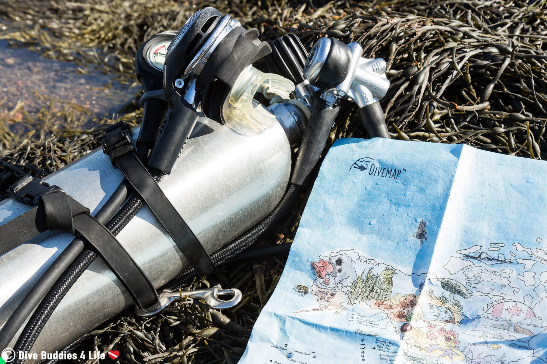 Where in the World do You Want to Dive? | Dive Buddies 4 Life