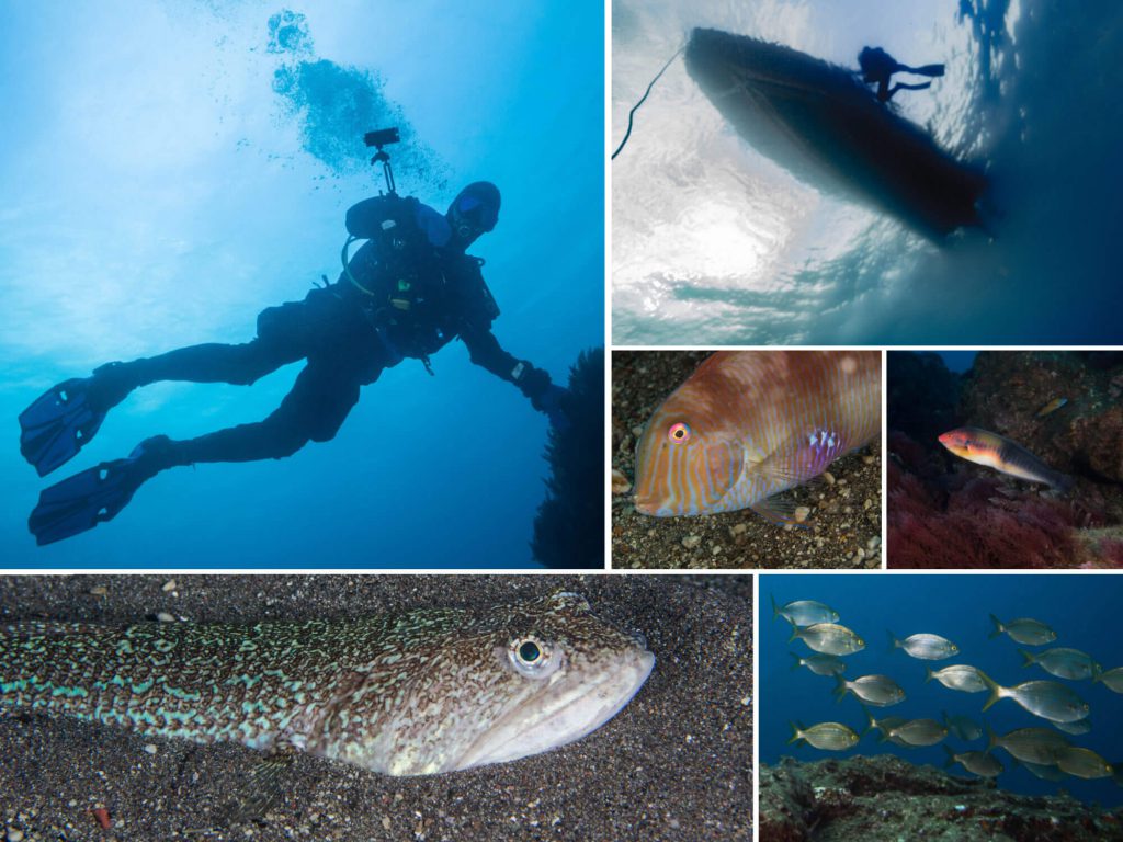 The Azores Islands from Underwater | Dive Buddies 4 Life