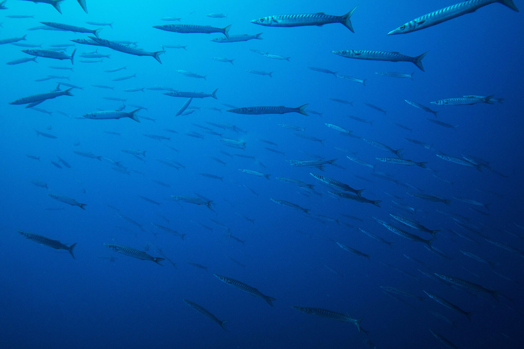 Scuba Diving Italy's Amalfi Coast | Dive Buddies 4 Life