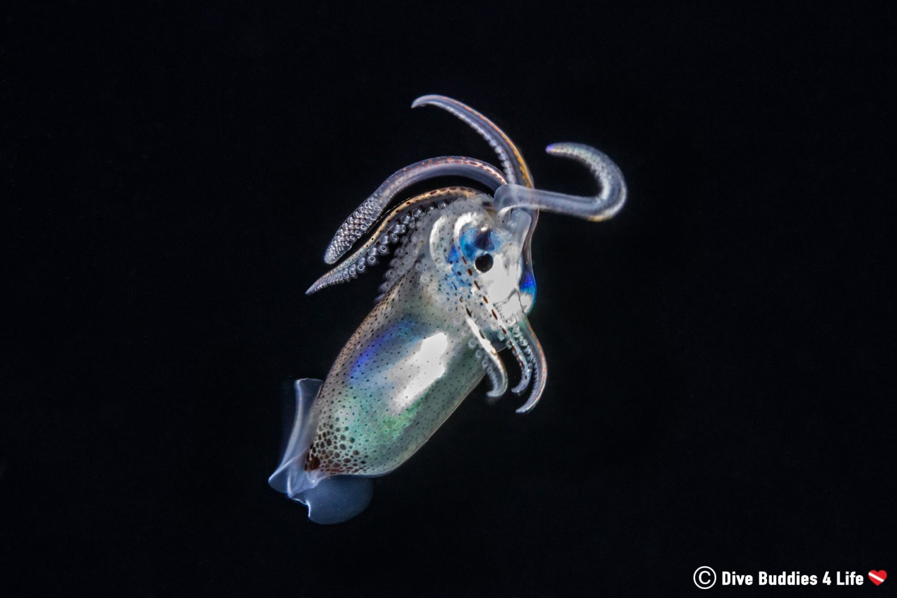 USA: Into Black Water | Dive Buddies 4 Life