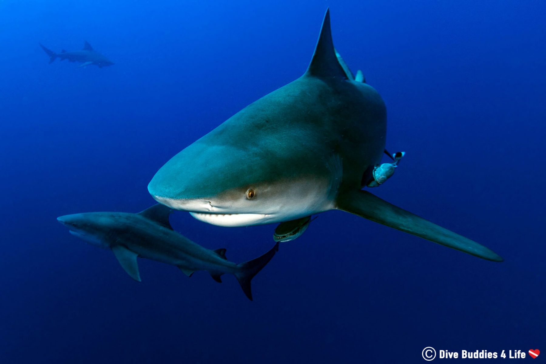 Jupiter’s Shark Infested Waters | Dive Buddies 4 Life