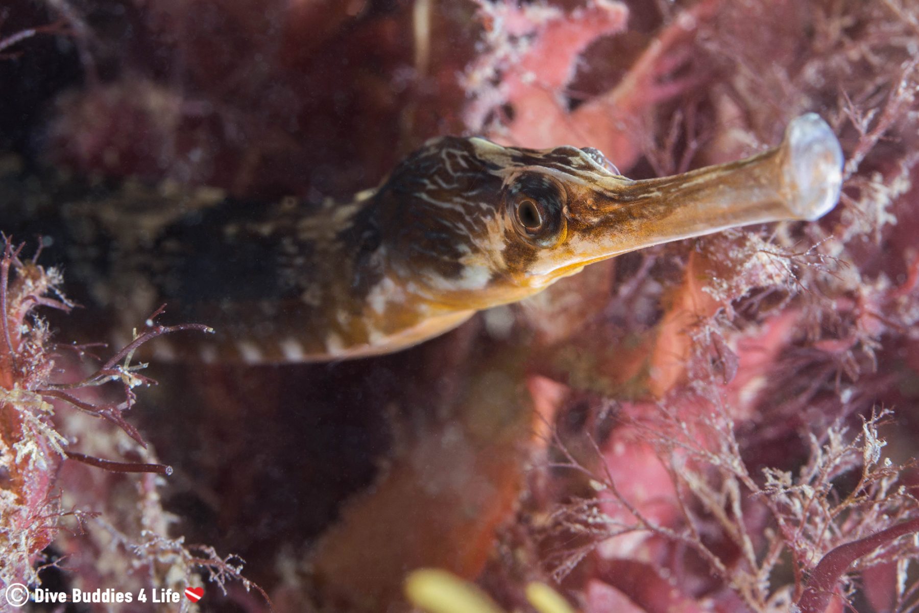England: Diving into England's Jurassic Coast | Dive Buddies 4 Life
