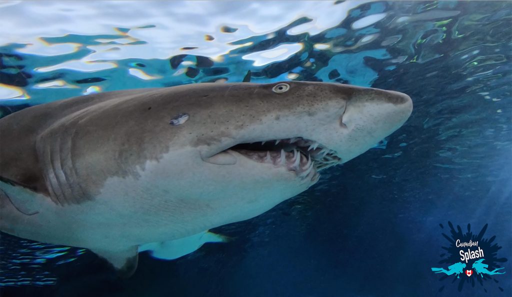 Canadian Splash: A Tank Full of Sharks | Dive Buddies 4 Life