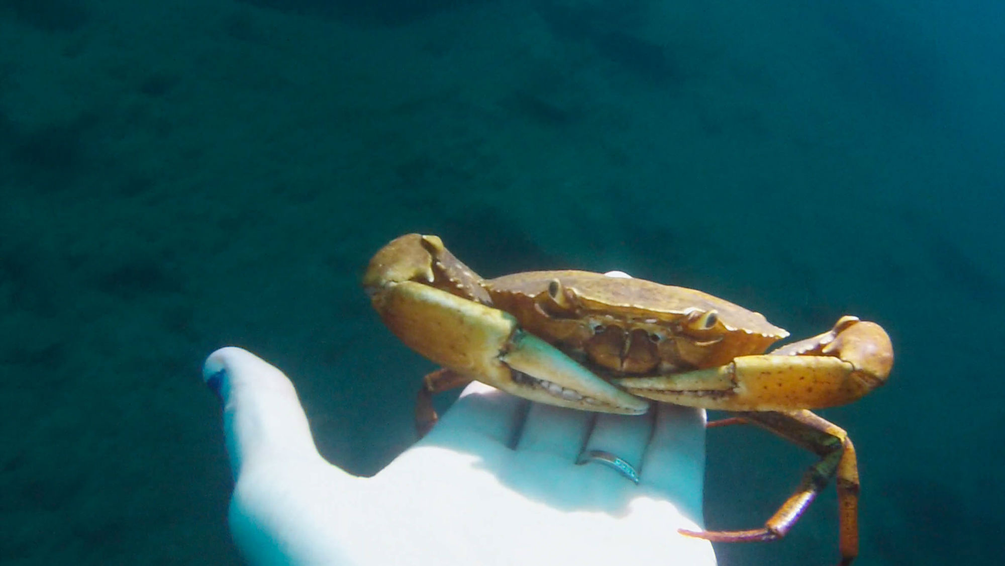 Diving the Laguna Apoyo | Dive Buddies 4 Life