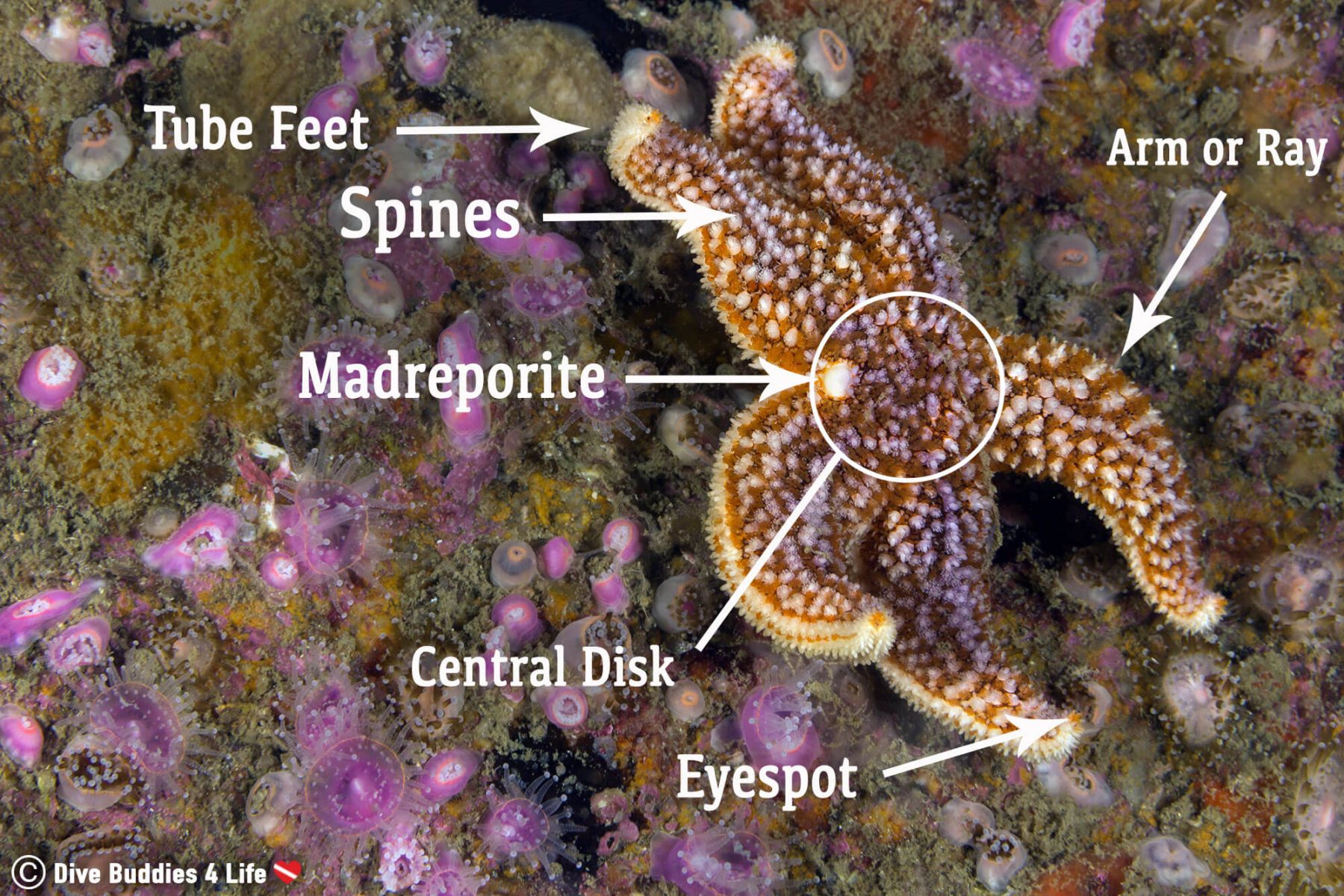 Species in the Spotlight: Sea Stars | Dive Buddies 4 Life