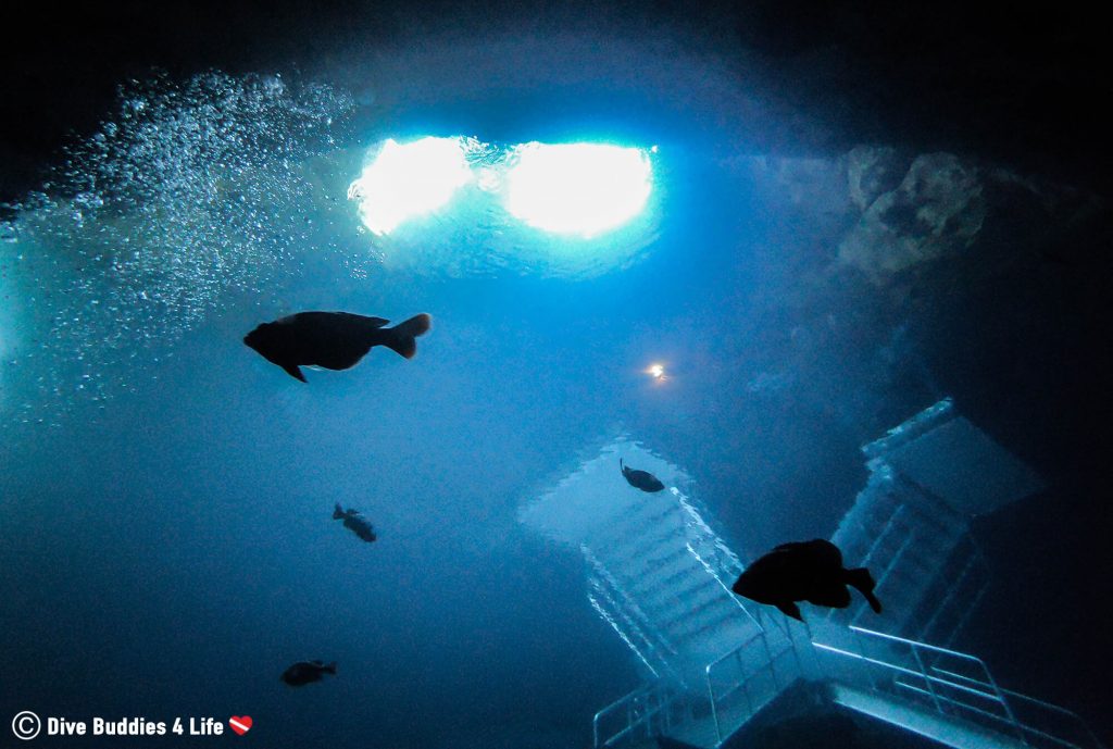 Diving into the Den of the Devil | Dive Buddies 4 Life