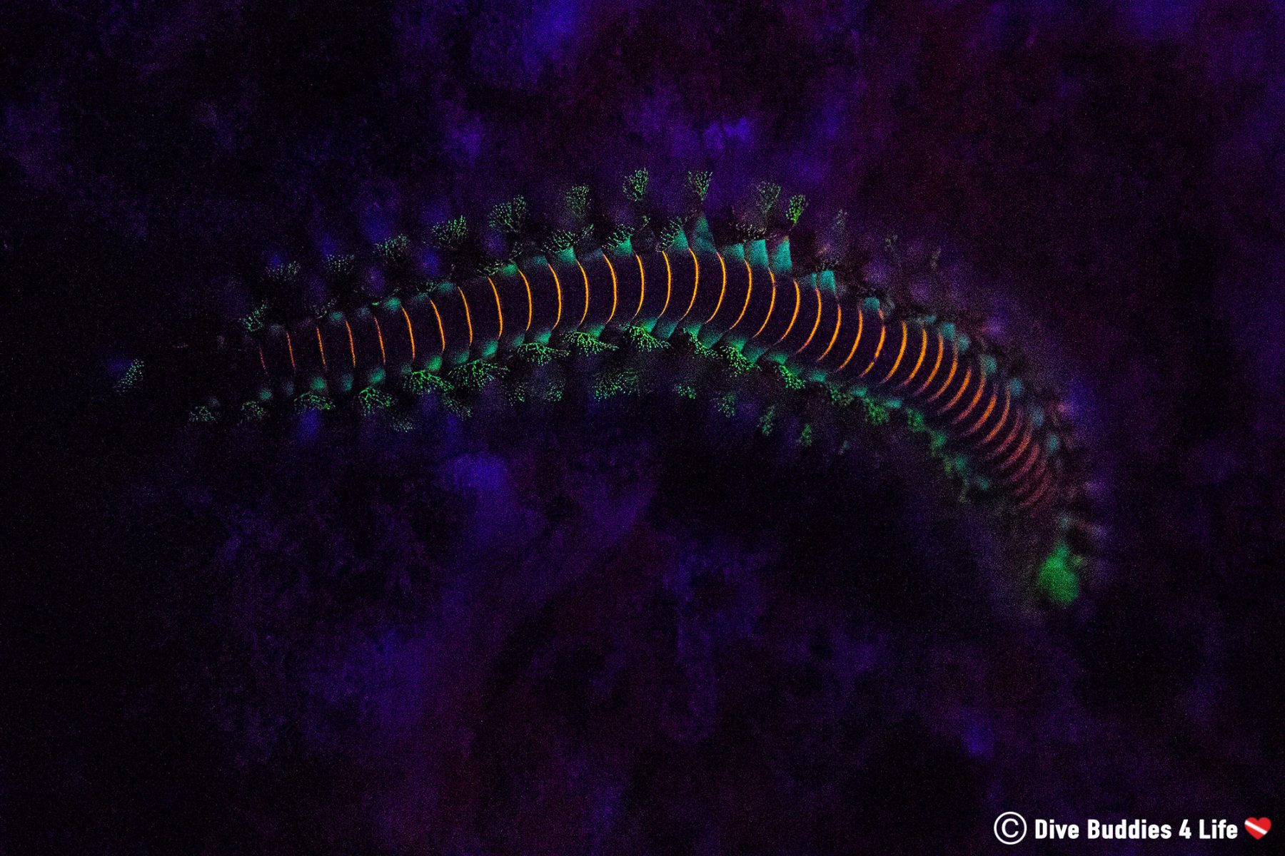 A Psychedelic Overview of Fluorescent Diving | Dive Buddies 4 Life