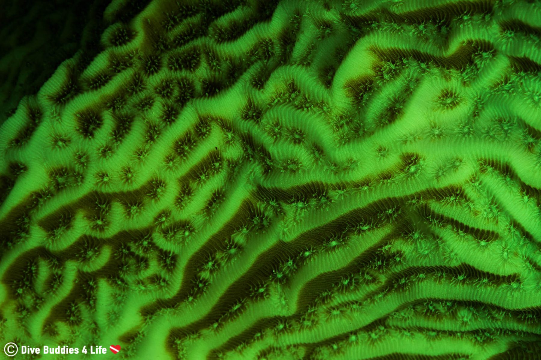 A Psychedelic Overview of Fluorescent Diving | Dive Buddies 4 Life
