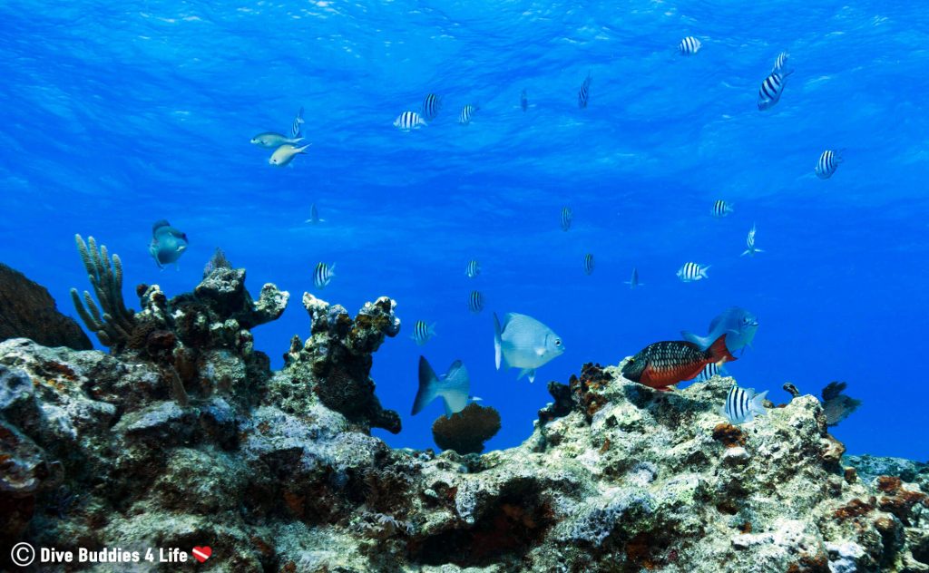 Scuba Diving Key Largo Florida | Dive Buddies 4 Life