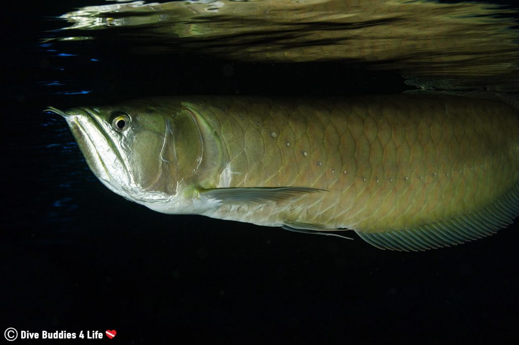 Diving the TODI Freshwater Aquarium | Dive Buddies 4 Life