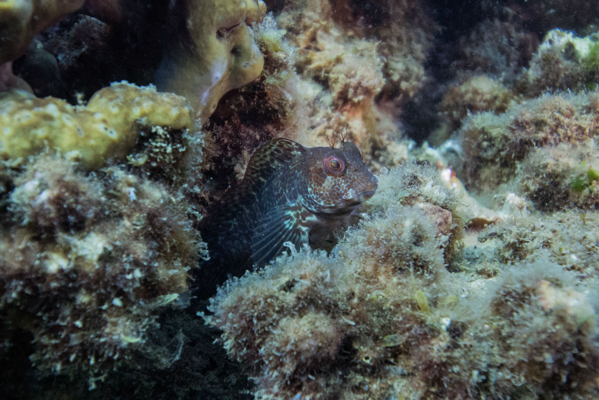 Baiae, Italy's Version of Atlantis | Dive Buddies for Life