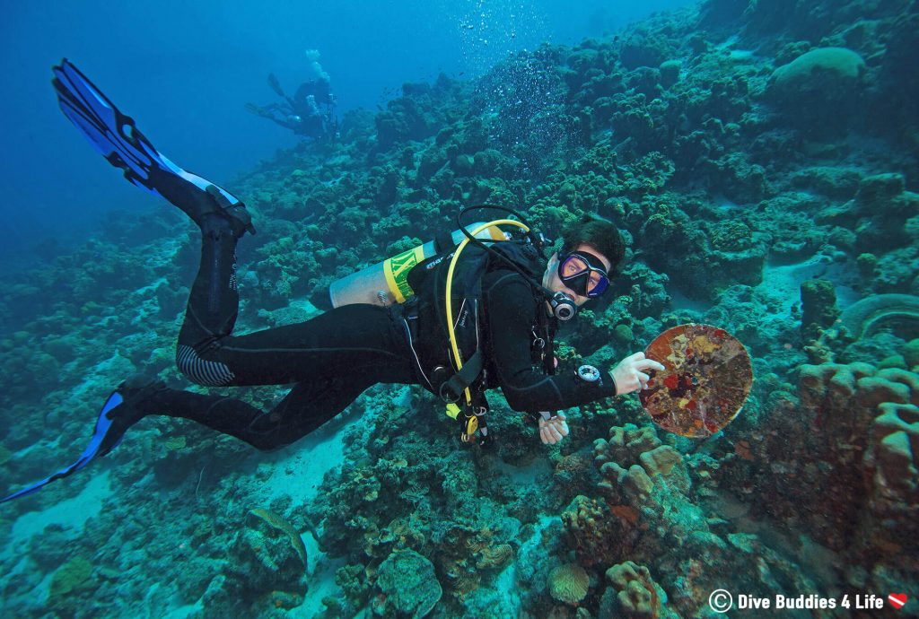 Cleaning Up Bonaire's Reefs | Dive Buddies 4 Life