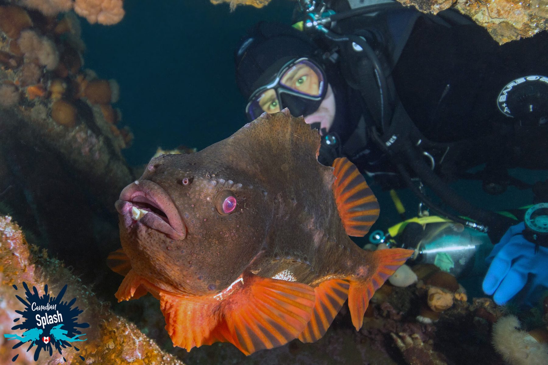 Canadian Splash: Wrecked in Newfoundland | Dive Buddies 4 Life
