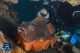 Canadian Splash: Wrecked in Newfoundland | Dive Buddies 4 Life