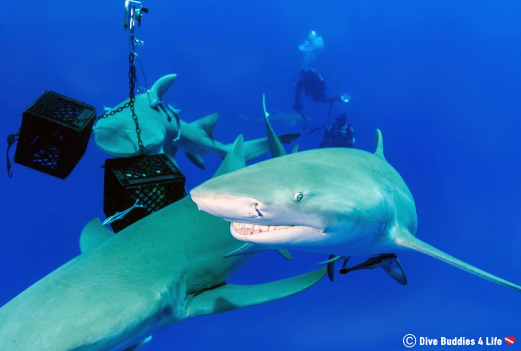 Jupiter’s Shark Infested Waters | Dive Buddies 4 Life