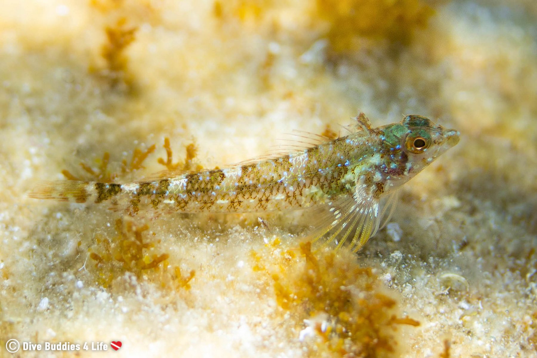 Diving Croatia’s Dalmatian Coast | Dive Buddies 4 Life