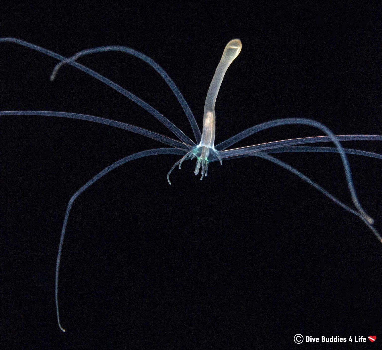 USA: Into Black Water | Dive Buddies 4 Life