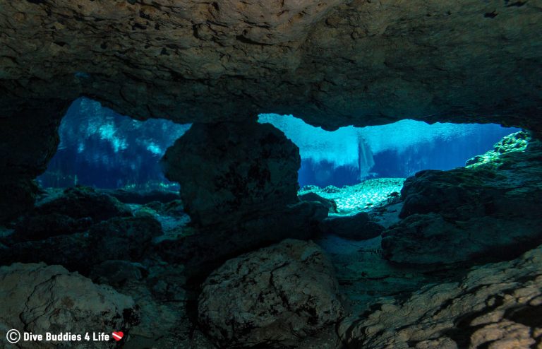 Diving into Ginnie and Devils Spring | Dive Buddies 4 Life