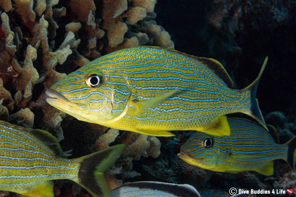 Mexico: Go with the Cozumel Flow | Dive Buddies 4 Life