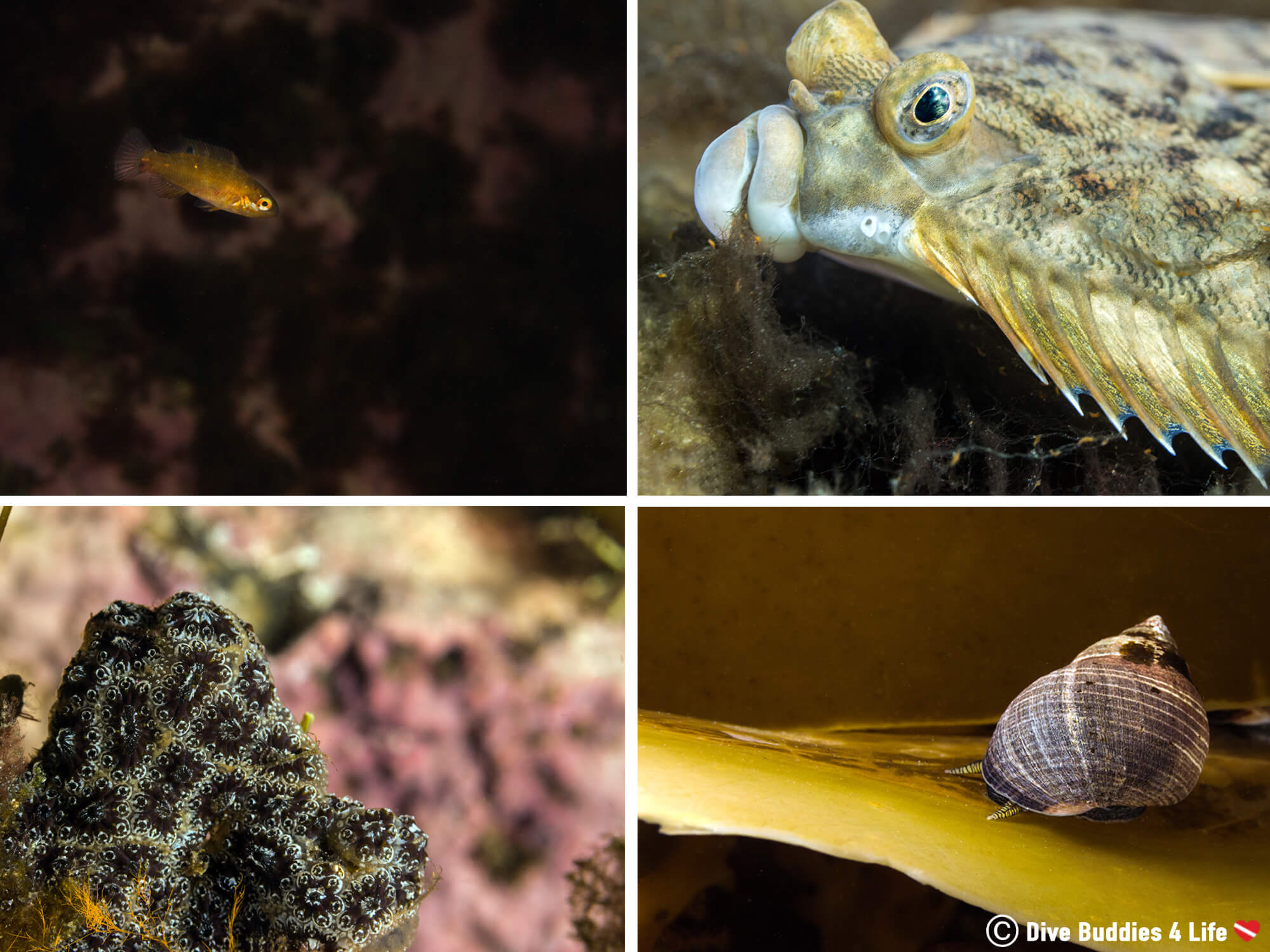 5 Shore Diving Sites Around Halifax | Dive Buddies for Life