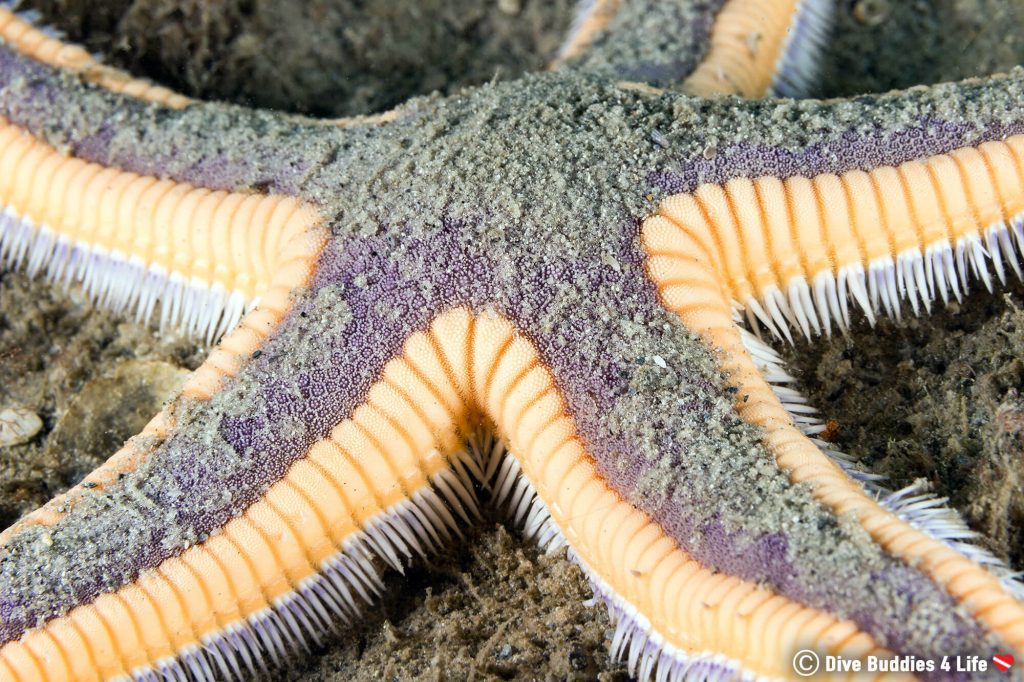 Species in the Spotlight: Sea Stars | Dive Buddies 4 Life