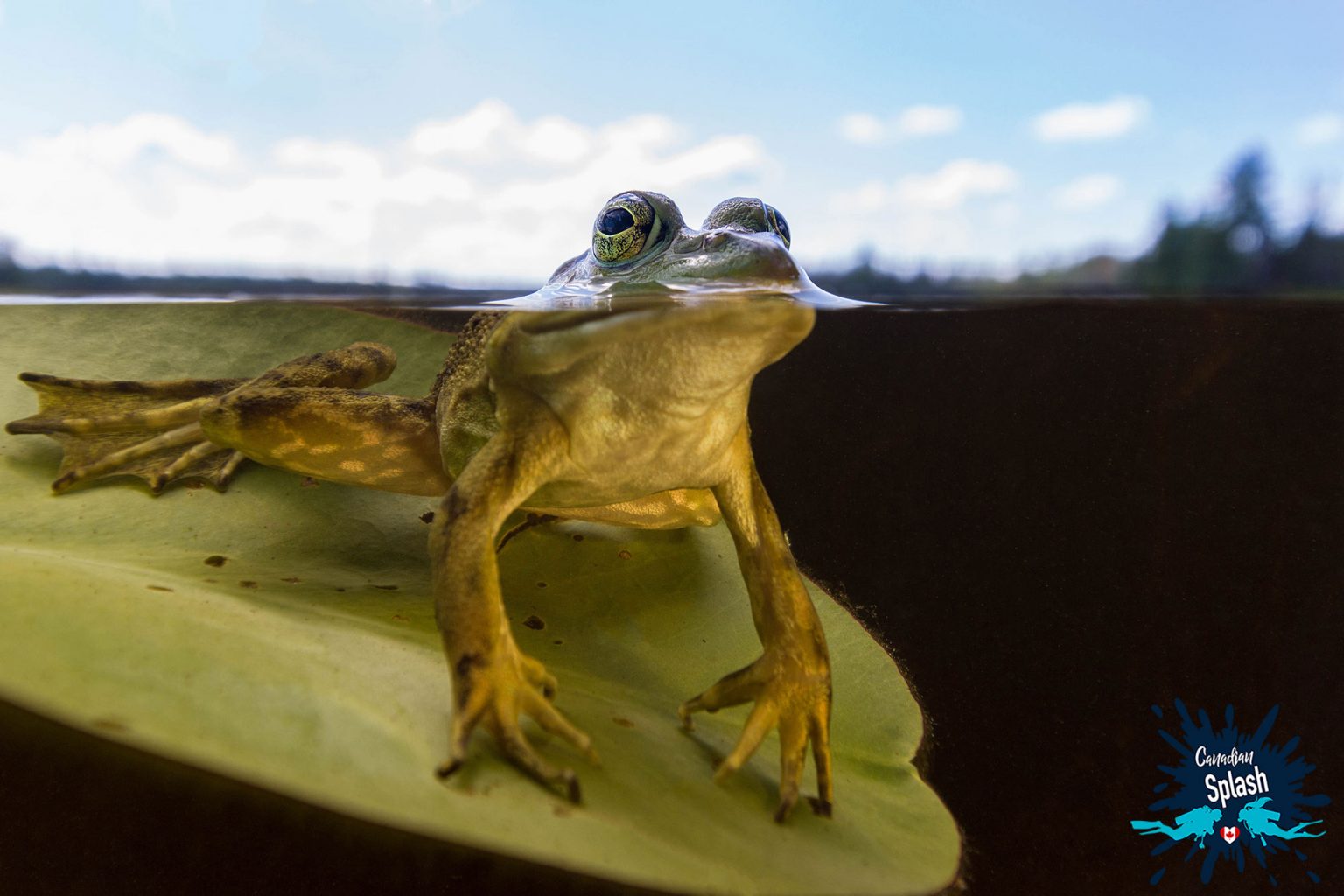 A Guide to Split-Shot Photography | Dive Buddies 4 Life