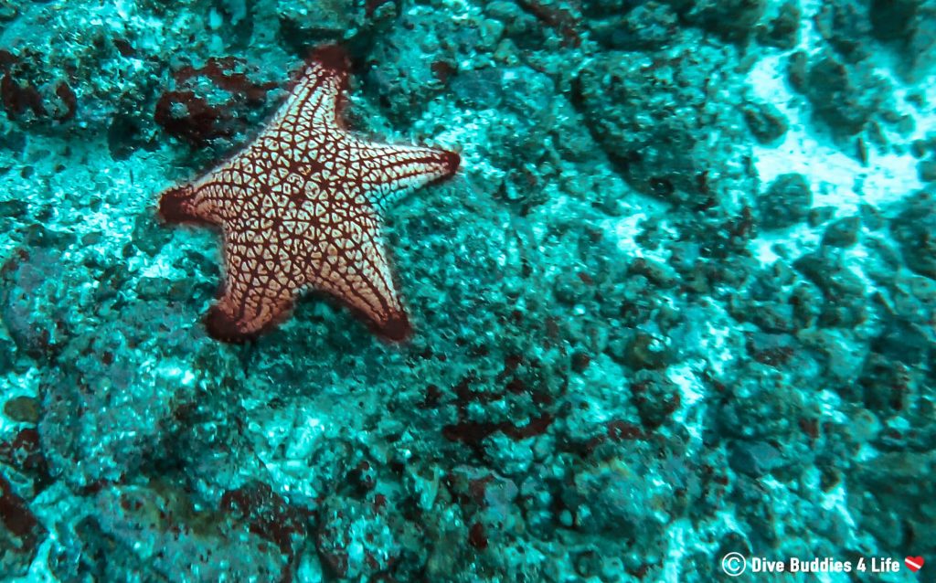 Diving Bat Islands Costa Rica | Dive Buddies 4 Life