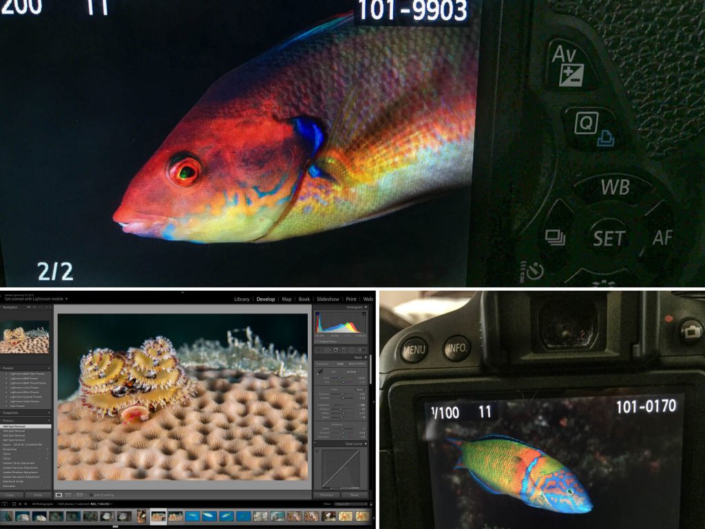 A Guide to Beginner Underwater Photography | Dive Buddies 4 Life